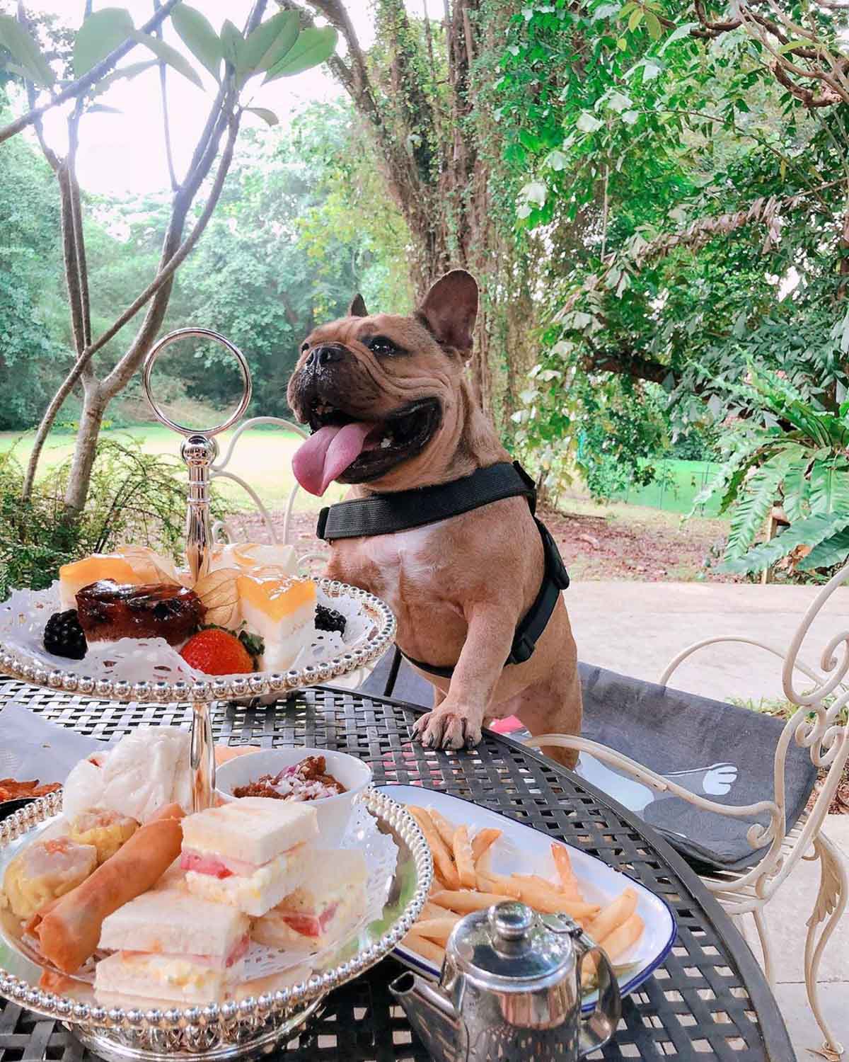 Pet-Friendly Cafes in Singapore | Eatbook.sg