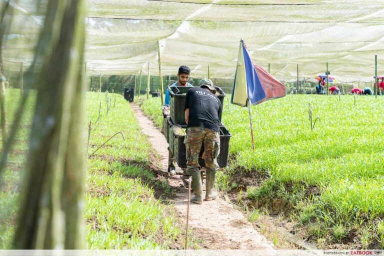 Yili Farm: Gen Z Farmers Behind Local Supermarket Veggies | Eatbook.sg