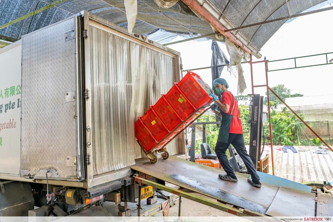 Yili Farm: Gen Z Farmers Behind Local Supermarket Veggies | Eatbook.sg