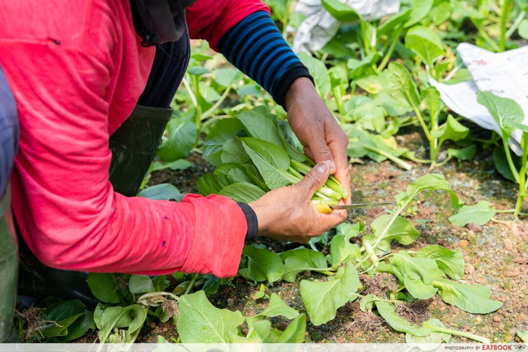 Yili Farm: Gen Z Farmers Behind Local Supermarket Veggies | Eatbook.sg