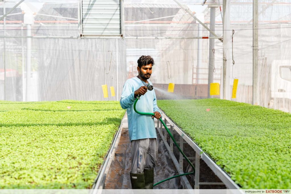 Yili Farm: Gen Z Farmers Behind Local Supermarket Veggies | Eatbook.sg