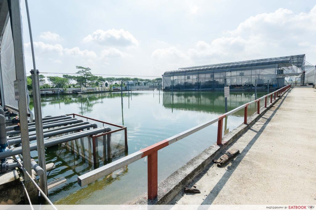 Yili Farm: Gen Z Farmers Behind Local Supermarket Veggies | Eatbook.sg