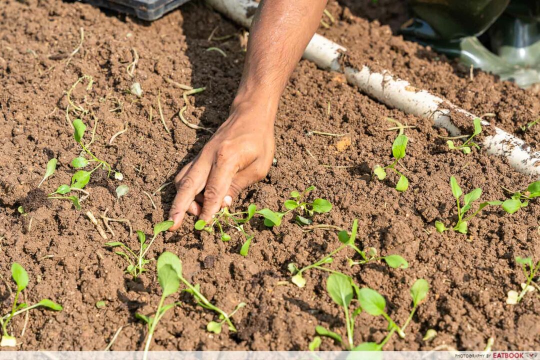Yili Farm: Gen Z Farmers Behind Local Supermarket Veggies | Eatbook.sg