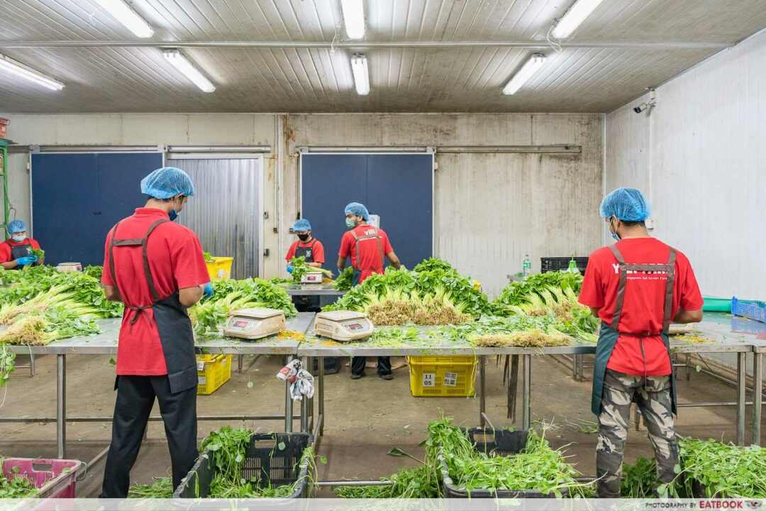 Yili Farm: Gen Z Farmers Behind Local Supermarket Veggies | Eatbook.sg
