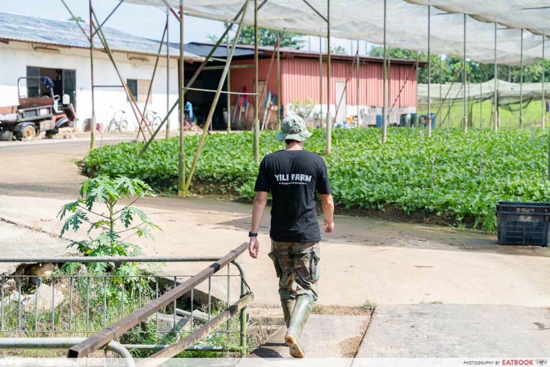 Yili Farm: Gen Z Farmers Behind Local Supermarket Veggies | Eatbook.sg