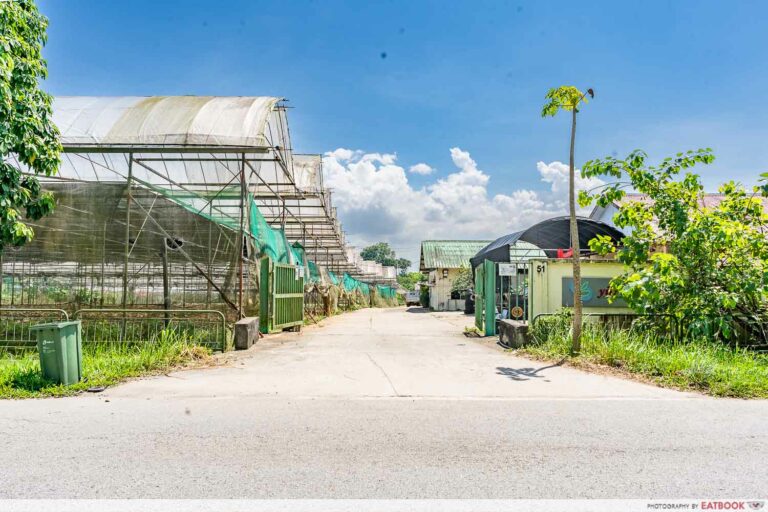 Yili Farm: Gen Z Farmers Behind Local Supermarket Veggies | Eatbook.sg