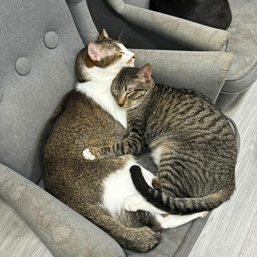 10 Best Cat Cafes In Singapore | Eatbook.sg