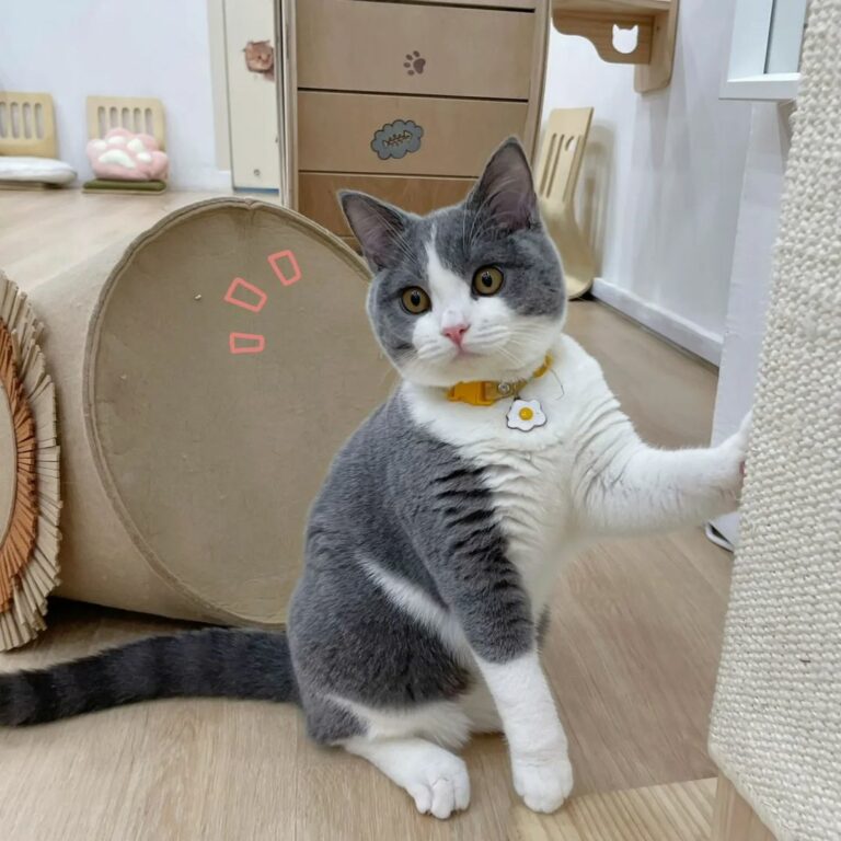 10 Best Cat Cafes In Singapore | Eatbook.sg