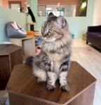 10 Best Cat Cafes In Singapore | Eatbook.sg