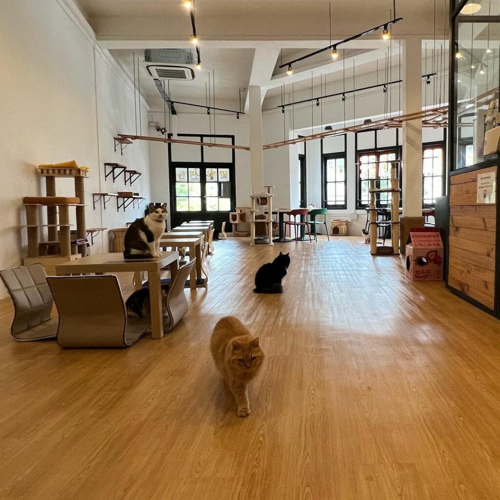 10 Best Cat Cafes In Singapore | Eatbook.sg