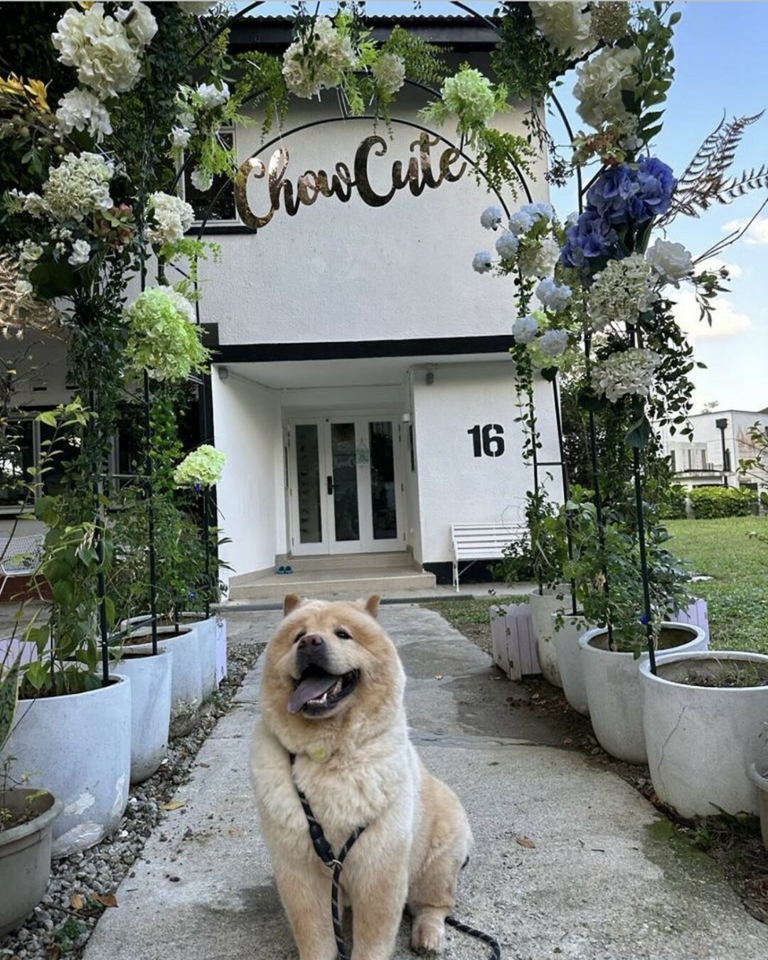 Best Dog Cafes In Singapore | Eatbook.sg