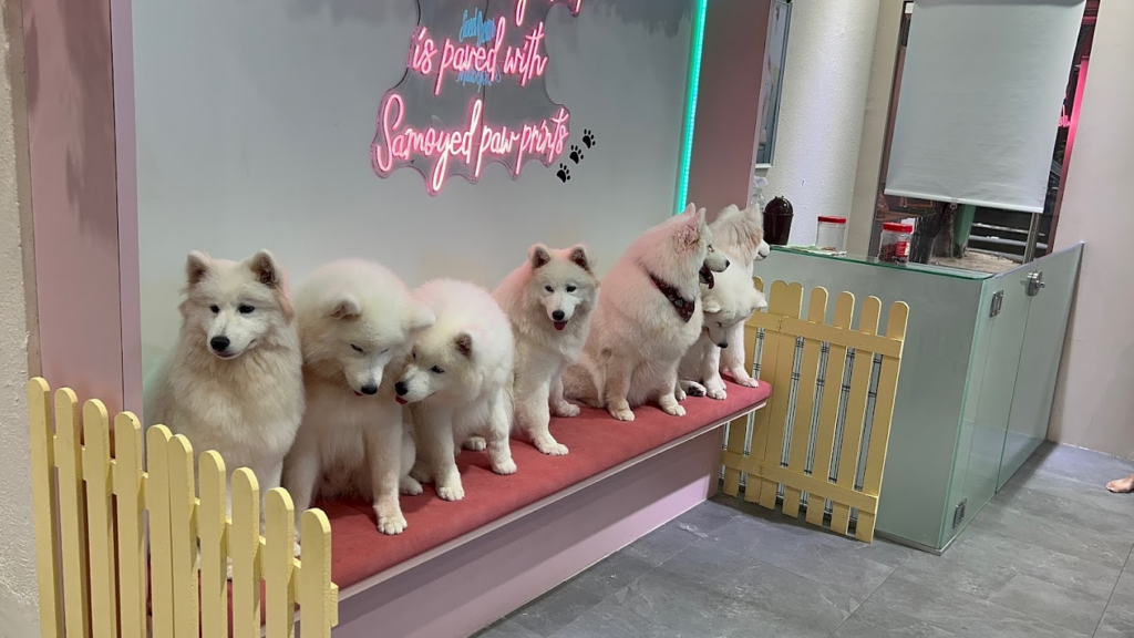 Best Dog Cafes In Singapore | Eatbook.sg