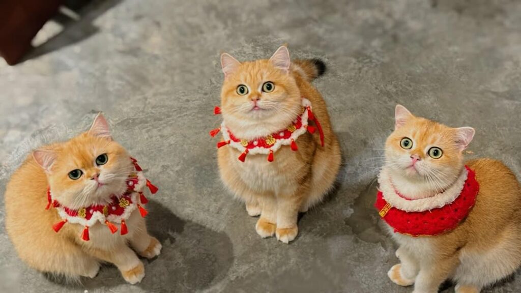 Meow Me Cat House: JB Cafe With Cats, Matcha Cheesecake And More ...